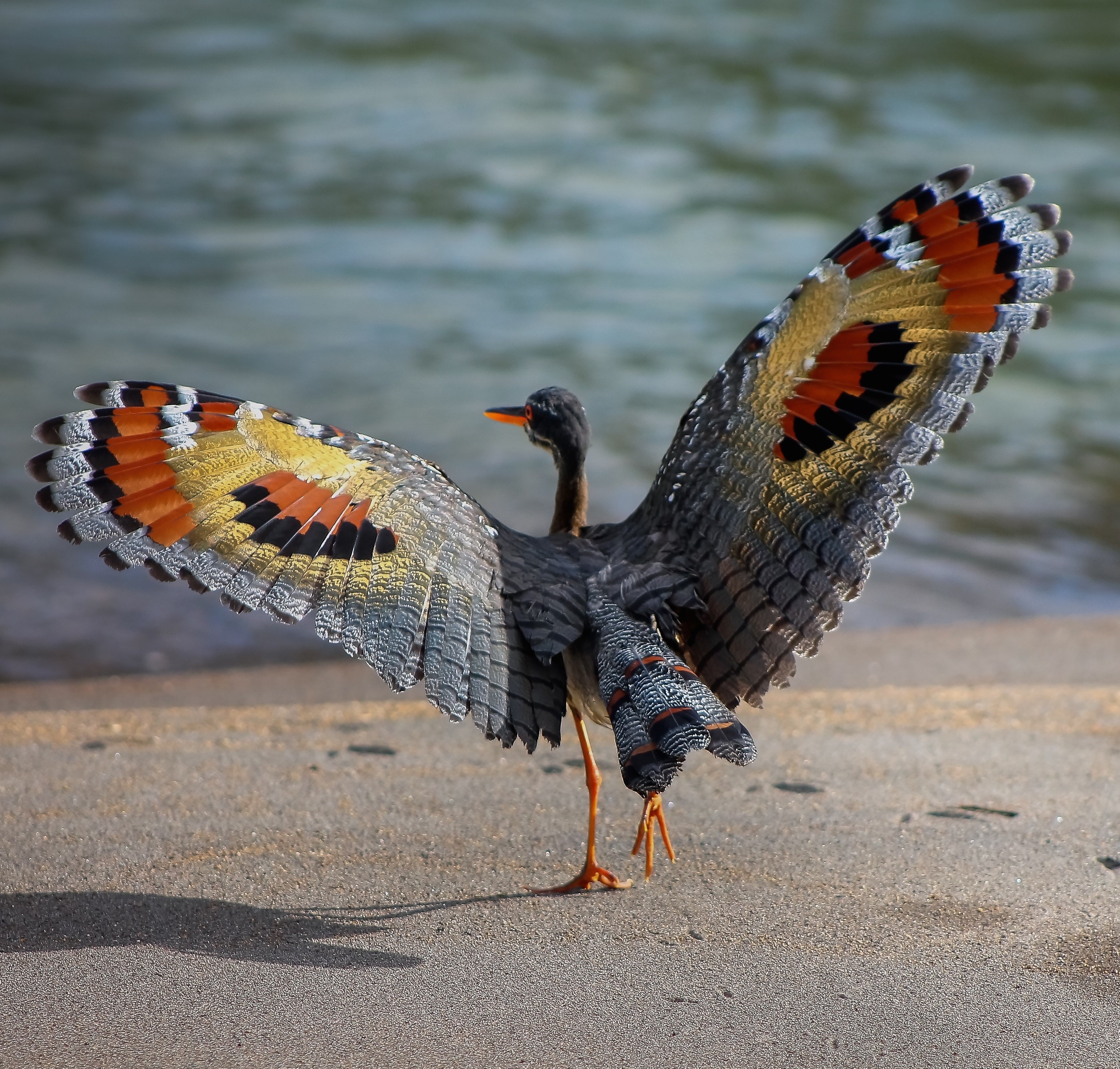 Concurso fotográfico Aves de Costa Rica 2016 – Birdwatching in Costa Rica